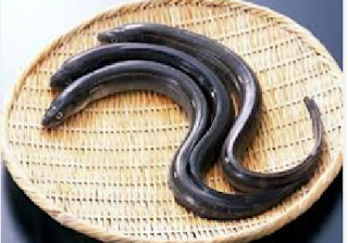 Cara Budidaya Dan Ternak Belut Terlengkap | Tips Budidaya Beternak