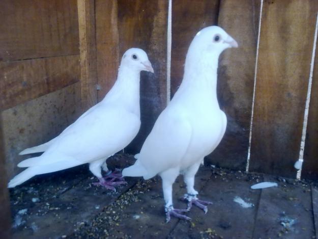 Birds Pigeons Pakistan: White Racing Pigeon
