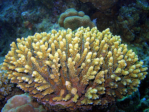 TERUMBU KARANG JARI ~ Everything About Fish