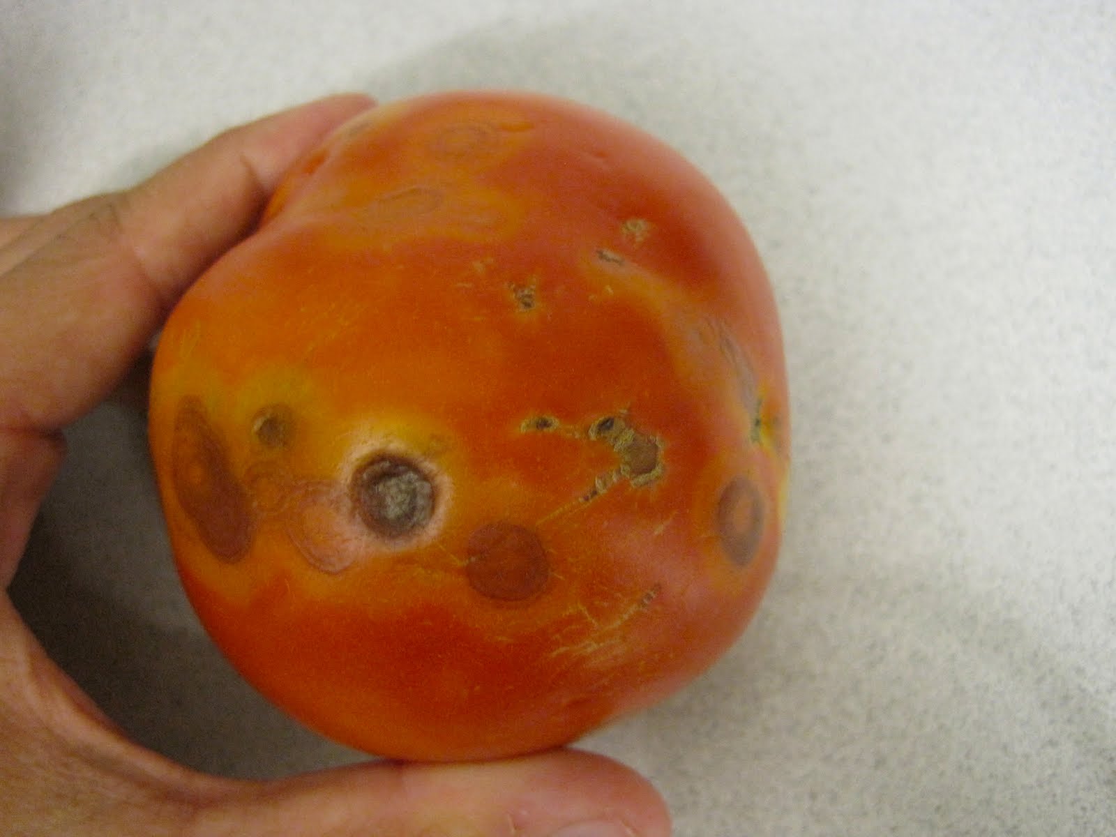 NCSU PDIC: Attack of the Killer Tomato (Spotted Wilt Virus)