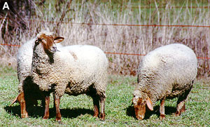 Little Hills Sheep Ranch: About The Tunis Sheep Breed