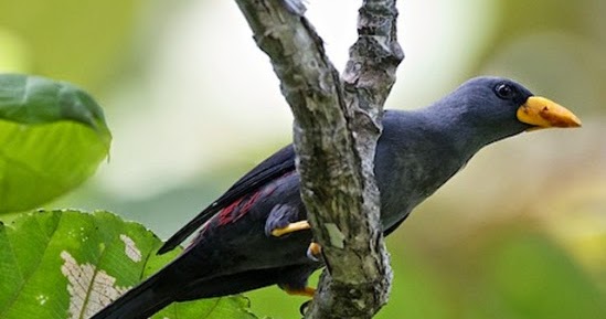 Daftar Harga Burung Rio - Rio / Jalak Tunggir Merah 2023