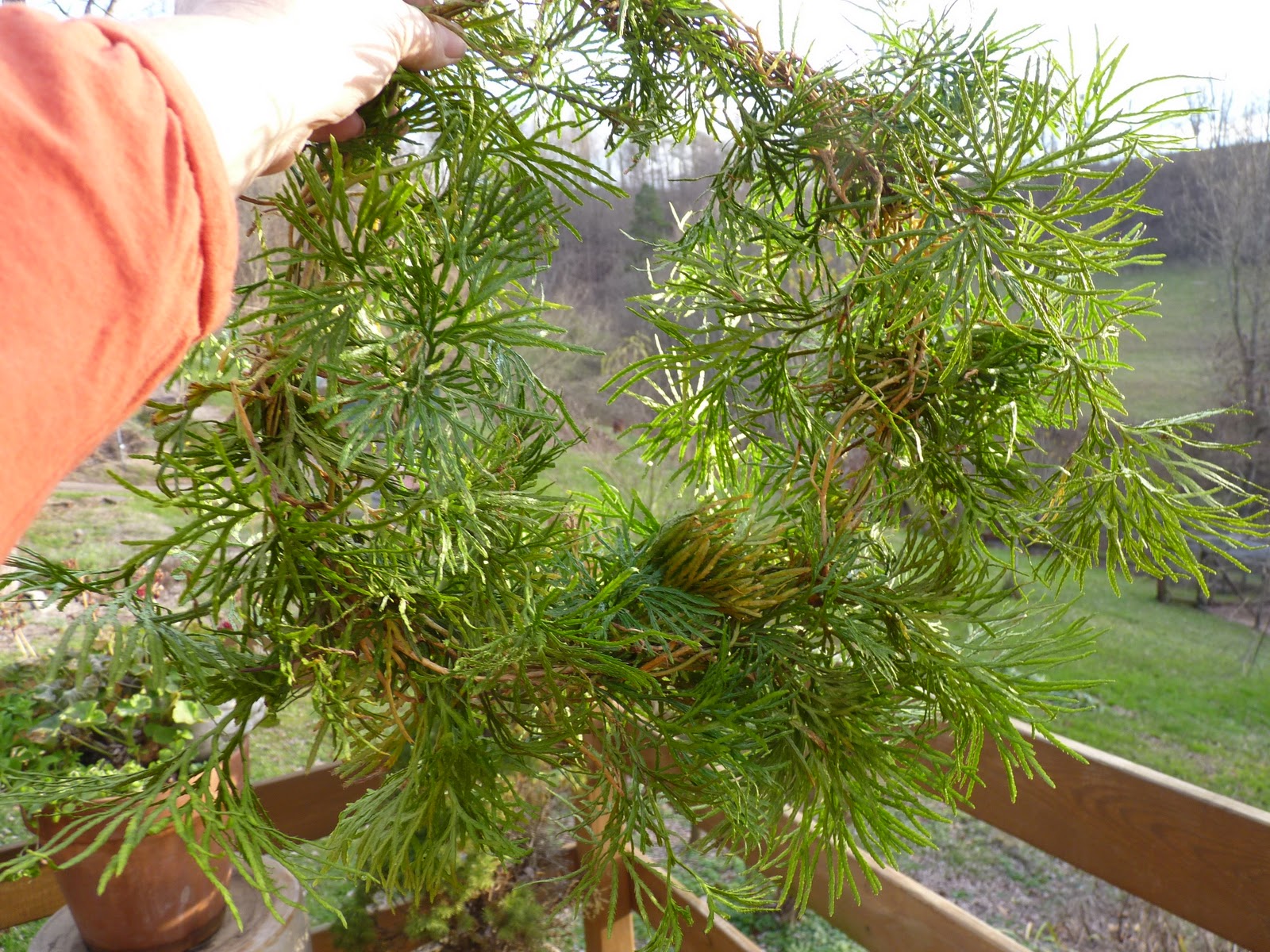 Granny Sue's News and Reviews: Wildcrafting for Christmas, Part 1