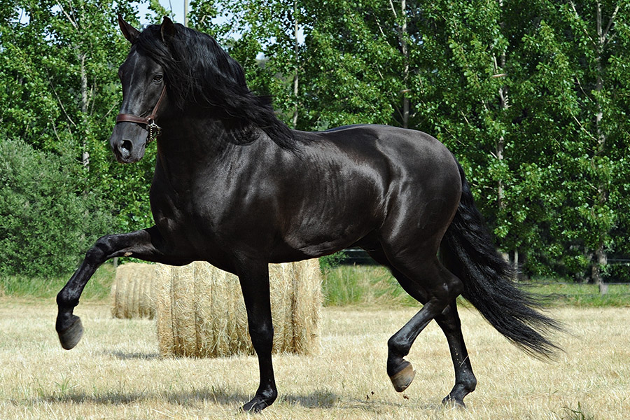 Todo sobre los caballos 3 : Frisón