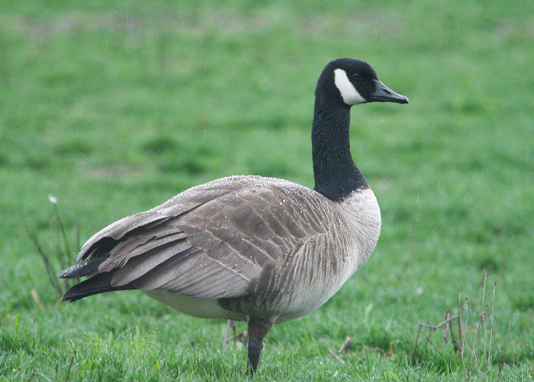 Canada Goose | The Biggest Animals Kingdom