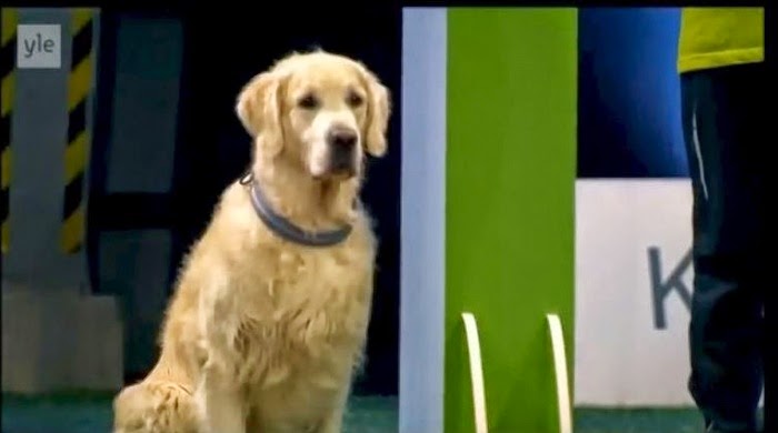 Video: Perro pierde concurso pero gana el corazón de todos. | Fanmun ...