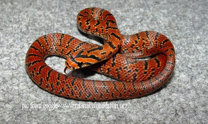 SEKILAS TENTANG-ULAR TIKUS-RAT SNAKE-ular-Euprepiophis conspicillatus ...
