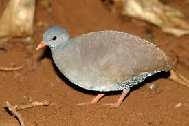 Aventura Animal: Inhambu-chororó