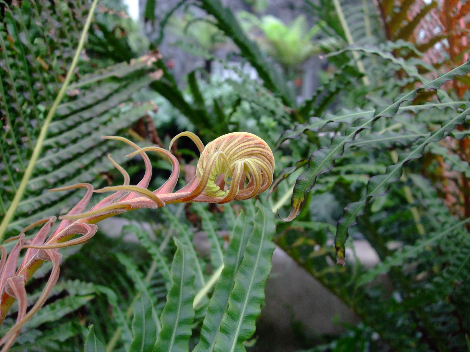 Yes, I Talk to Plants: One Word Wednesday - Fiddlesticks