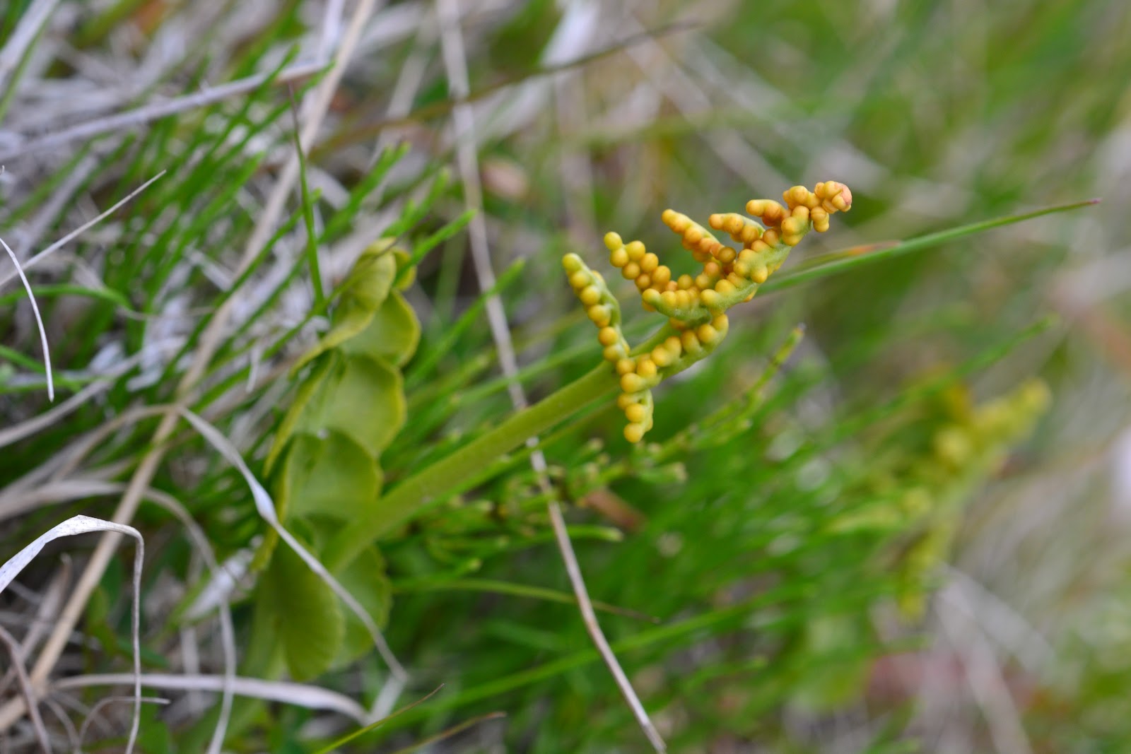 Lisi's Nature Pix: Botrychium lunaria - Common Moonwort
