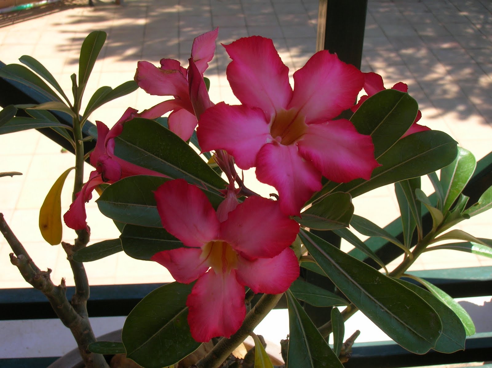 Recregarden: ADENIUM OBESUM
