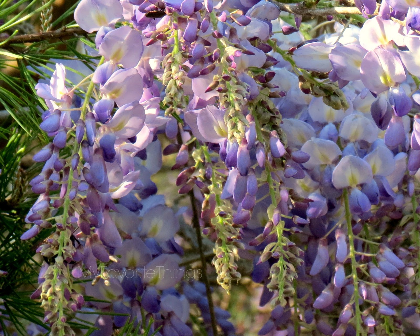 My Favorite Things: Wild, Wonderful Wisteria