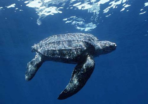 ECOSISTEMAS DE COSTA RICA: PARQUE NACIONAL MARINO LAS BAULAS DE GUANACASTE