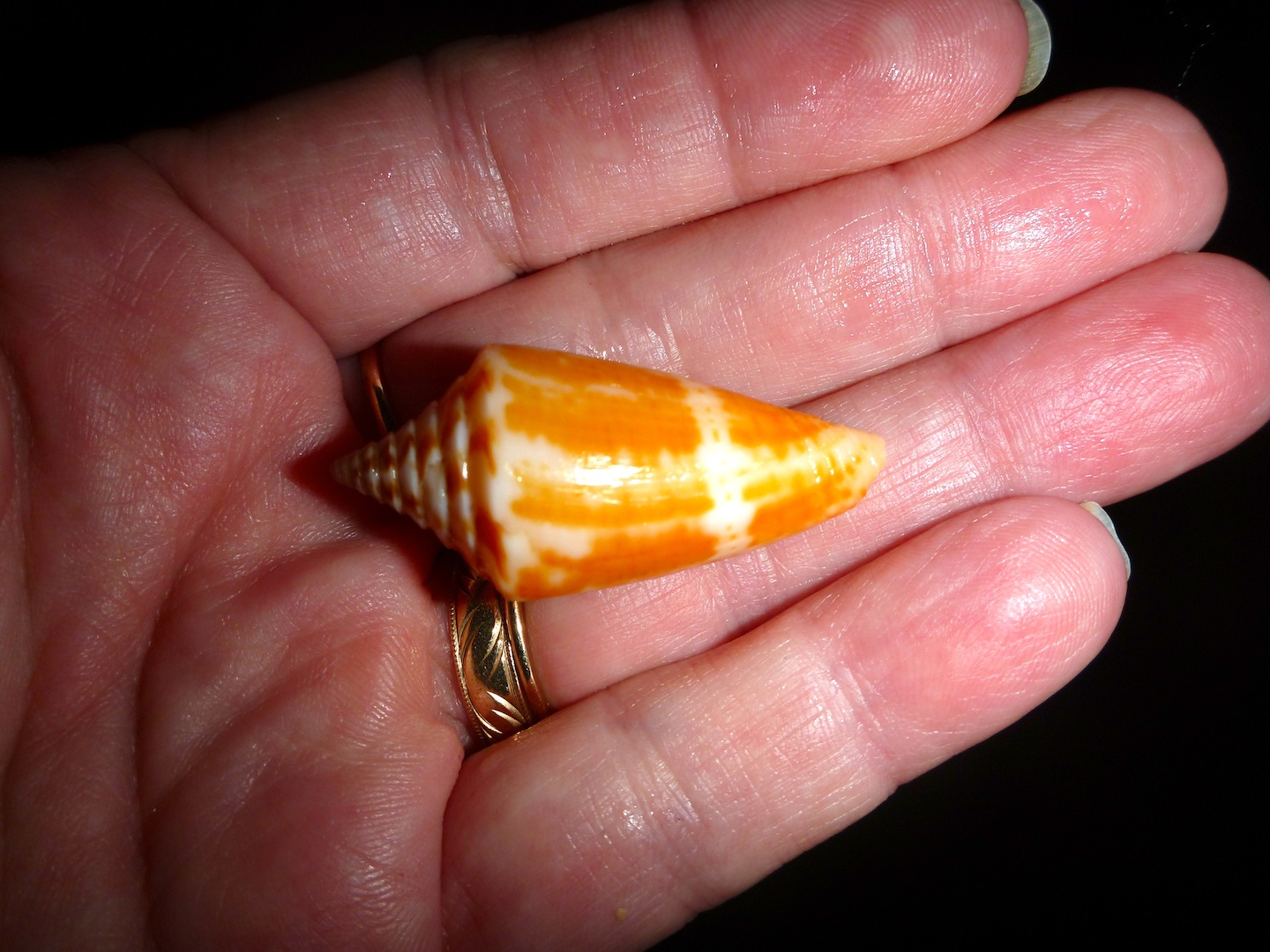 Shelllady: Eureka...a Cone...or should I say Cones?!