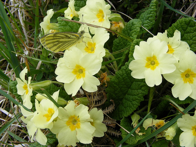 Docaitta Lifestyle: Foraging in your Garden: Primroses (Primula)