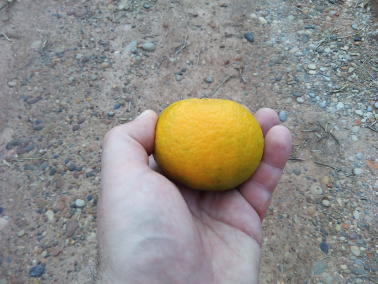 Clemenules Valenciana: La Clemenules ya está llamando para entrar en el ...