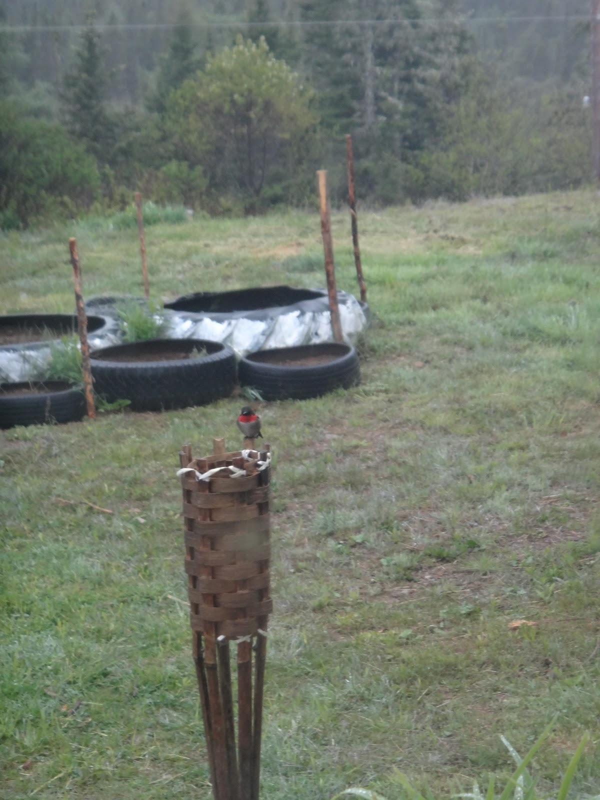 ~Framboise Manor~: june, june, junie, joon, june - jooney, juney, junie ...