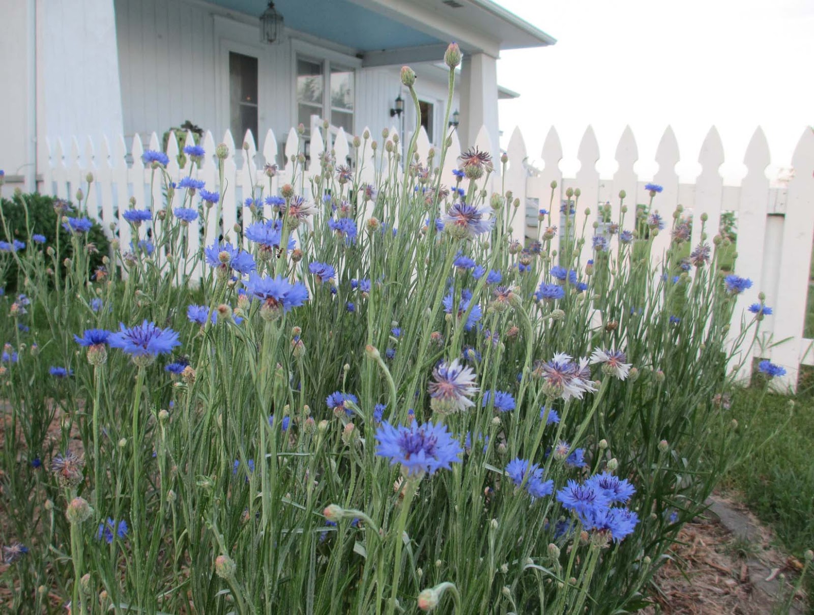 Garden Fancy: June Flowers