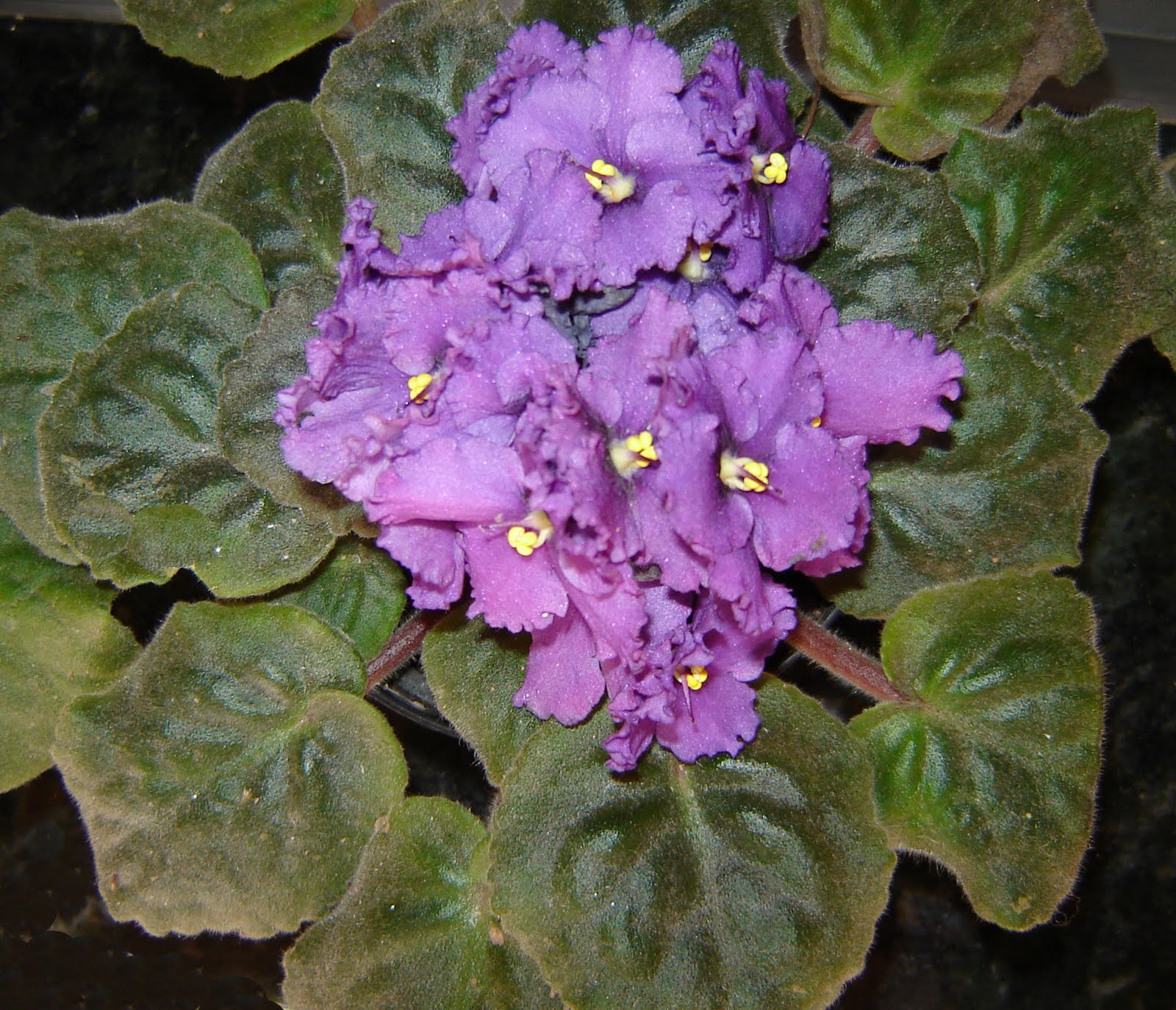 Coisas de valor: Violetas em casa: cuidando e nutrindo a vida