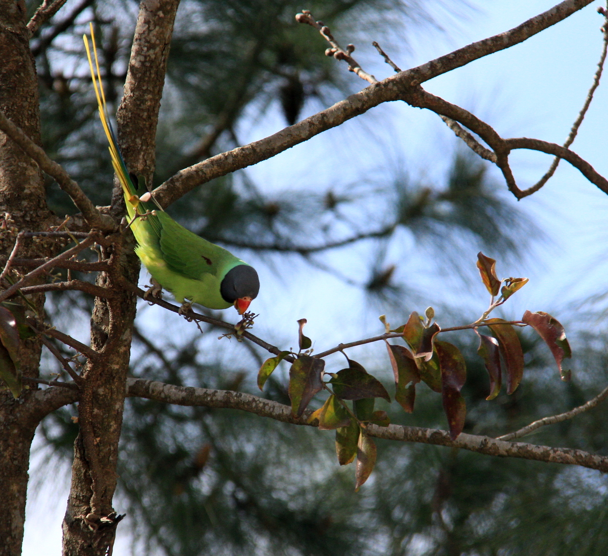 UNMUKAT PARINDE (PARROTS OR TOTA) IN TREES BY DSLR