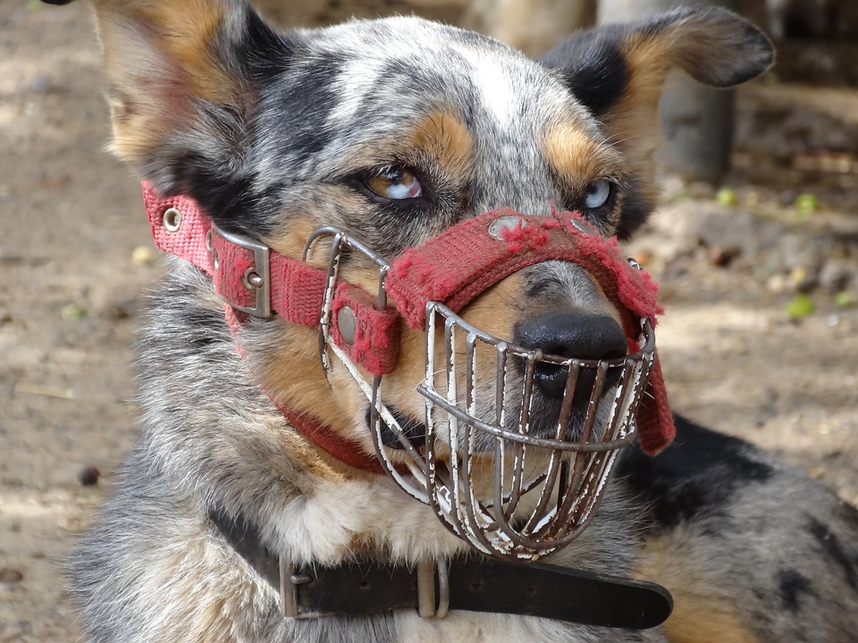 Ways To Handle An Aggressive Dog We Care For Dogs Ways To Handle An Aggressive Dog We Care For Dogs