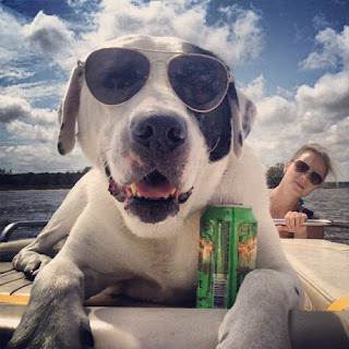 All About Our Pets: 5 Sun Safety Tips for Your Dog This Summer