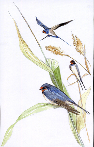 Alessandro Sacchetti - Wildlife Painter: Rondini in migrazione