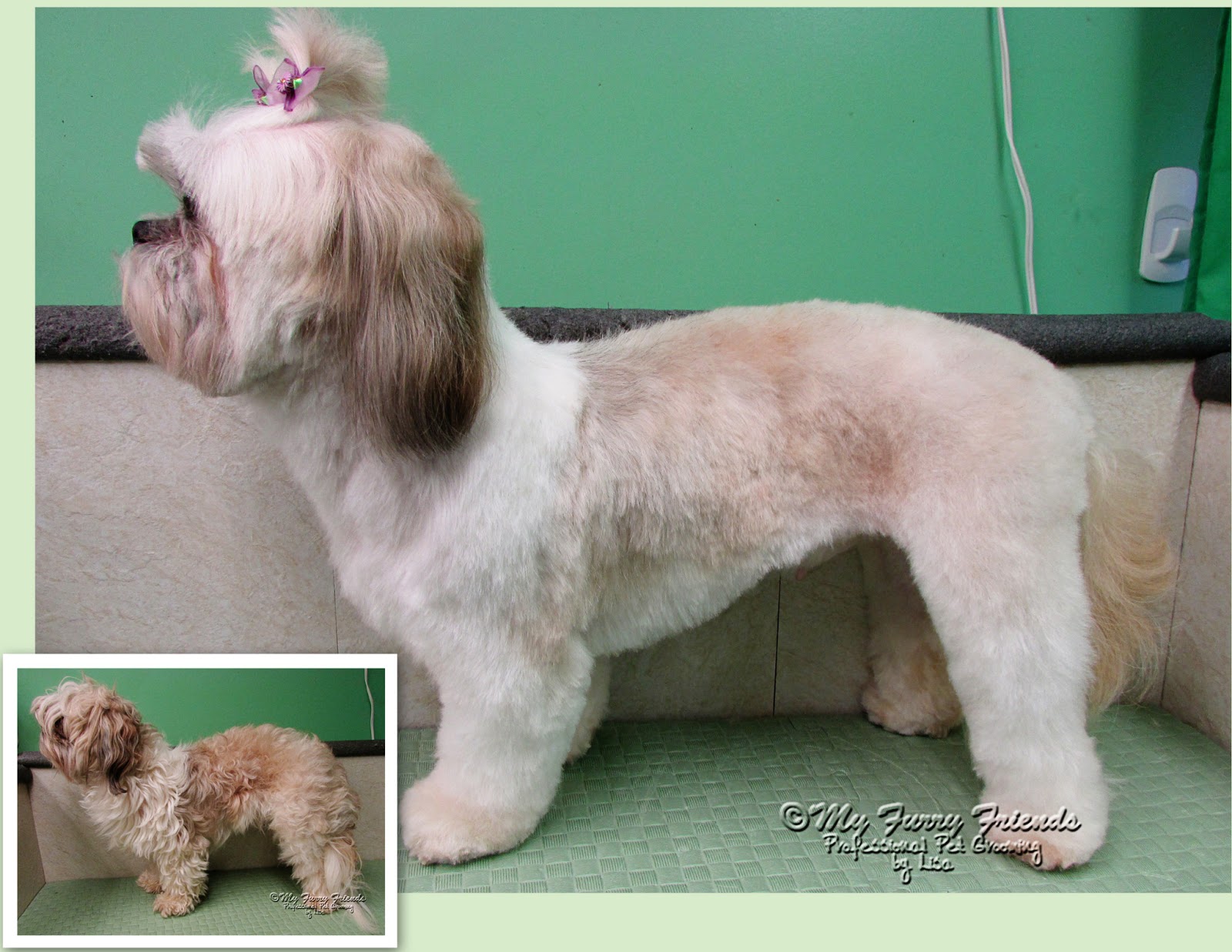 Pet Grooming: The Good, The Bad, & The Furry: Makeover Monday #8...To ...