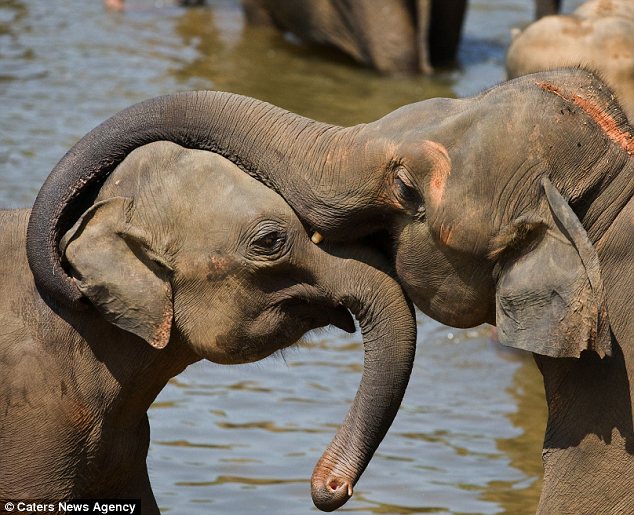 White Wolf : The tender moment an elephant gives her calf a big cuddle ...