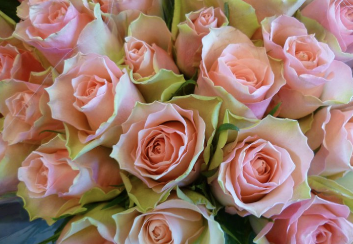 Floriss AS: Ukens tilbud: Labelle-roser