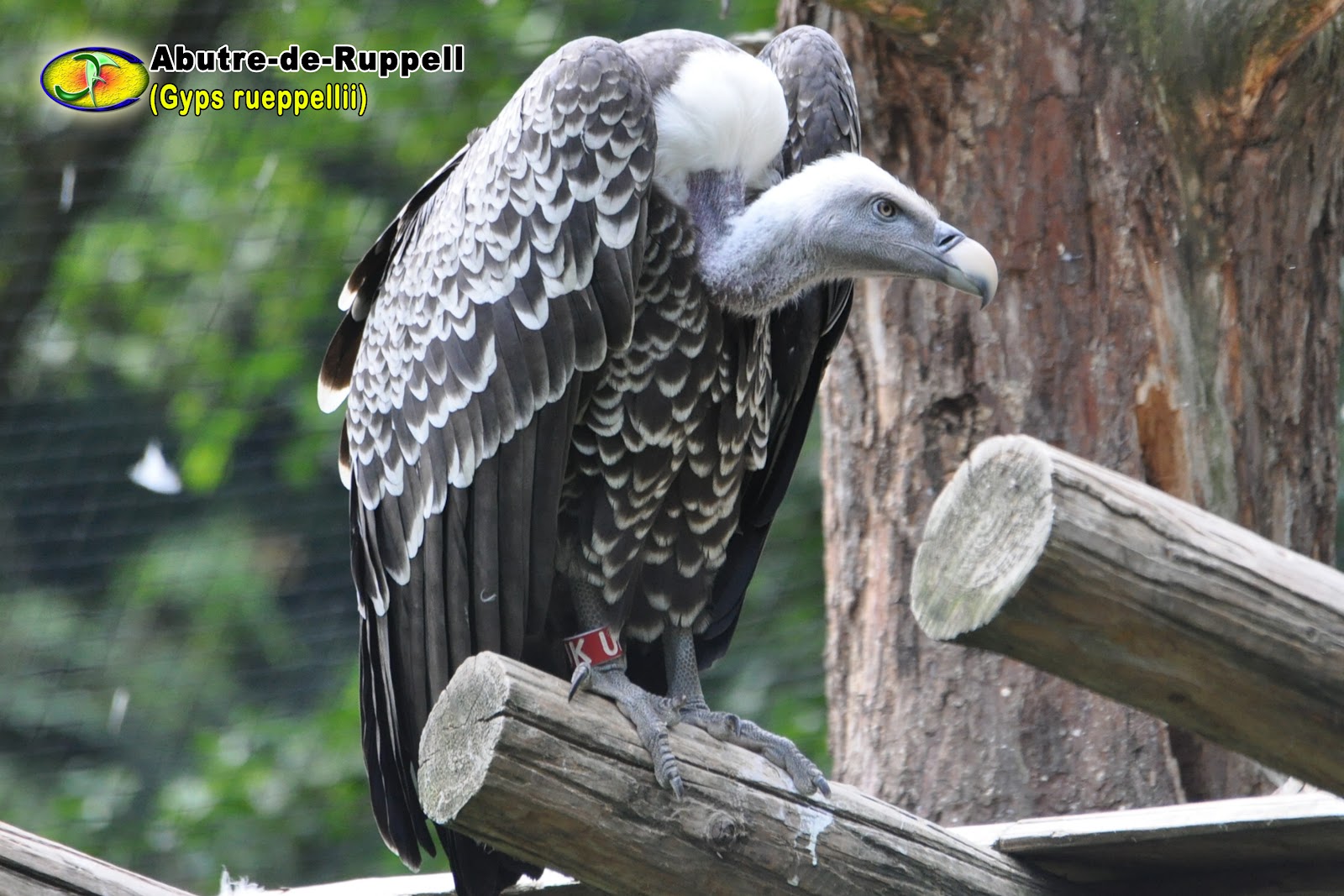 ORNITOLOGIA: Abutre-de-Ruppell (Gyps rueppellii)