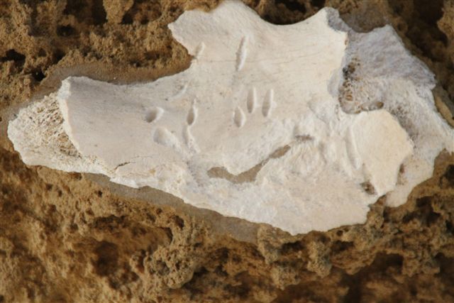 Dinosaur Dreaming: Megafauna on the Mornington Peninsular