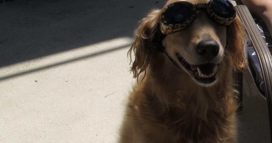 All Things Dog Blog