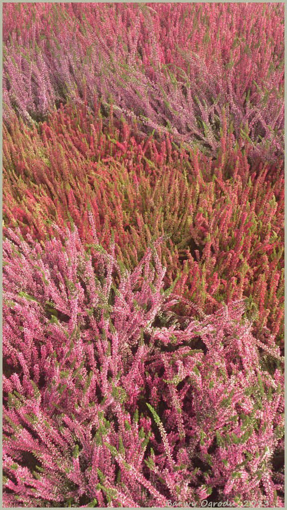 Barwy Ogrodu: Wrzosy, wrzosy...