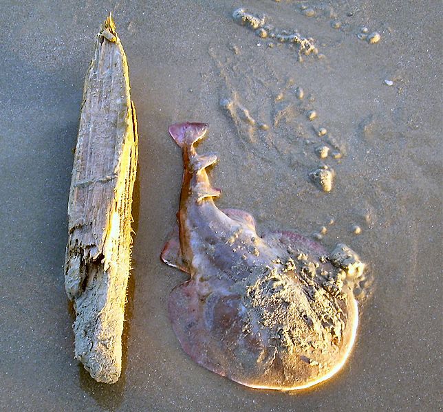 Animal Unique Beautiful: Lesser Electric Ray