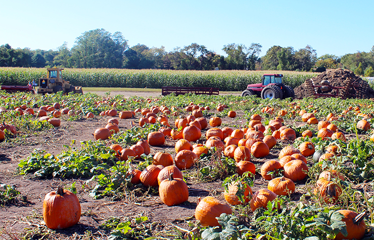 The Blush Blonde: Pumpkin Patching