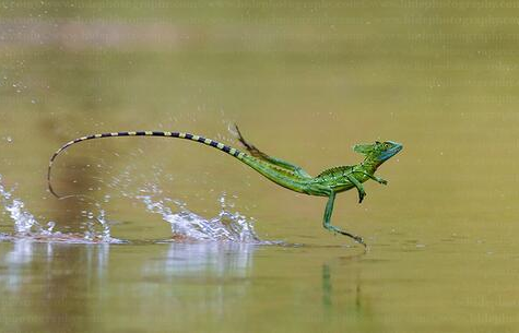 Tenguereche Lagarto que Camina sobre el Agua - El Salvador Región Magica