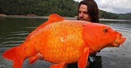 Pour redonner le moral à Certains...