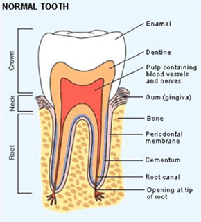 Medical and Health Science: Anatomy of Normal Tooth