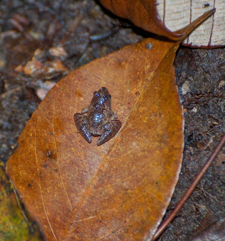 A Wandering Naturalist: Sarawak: Pitcher Plants and Tiny Frogs