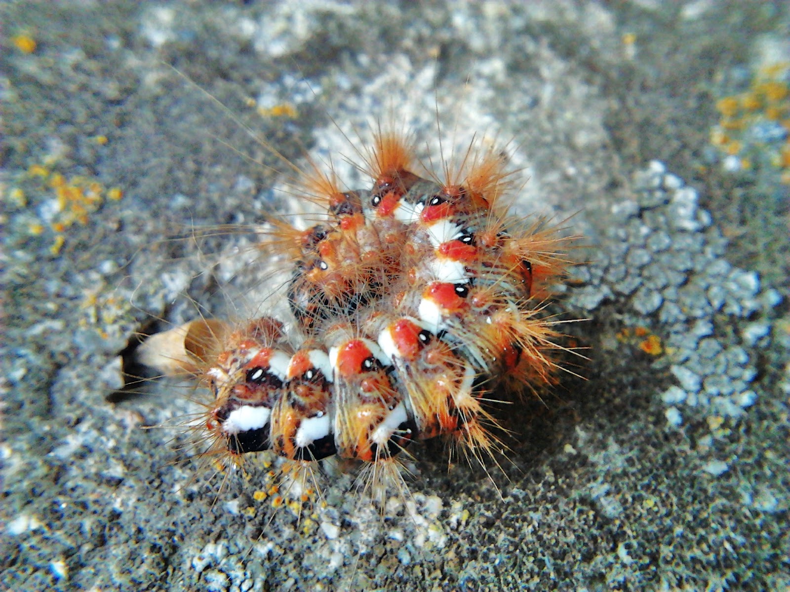 Photography - at it's finest: Beautiful Colored Caterpillar