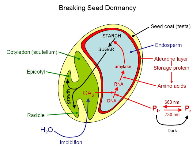 New Update Seed dormancy and its importance