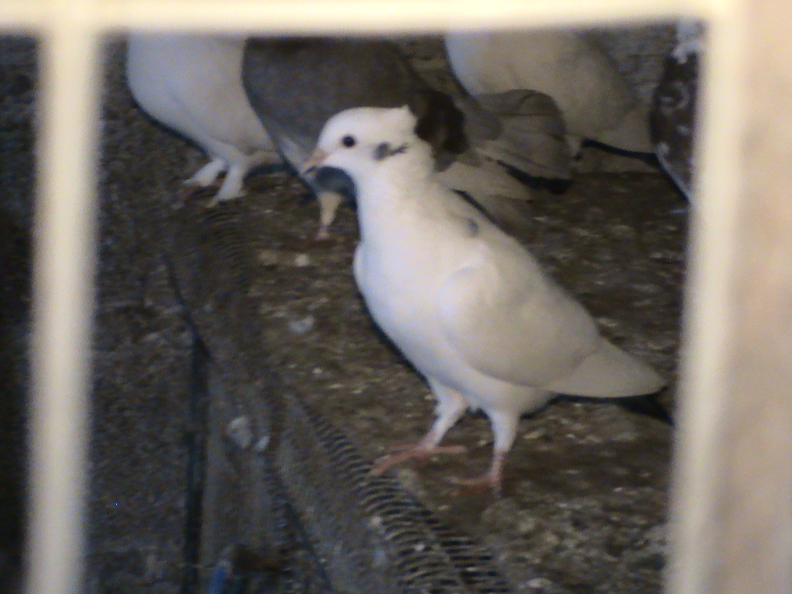 Περιστέρια Ράτσες (Pigeons)