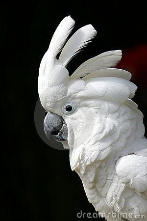 Insights: White parrot bird
