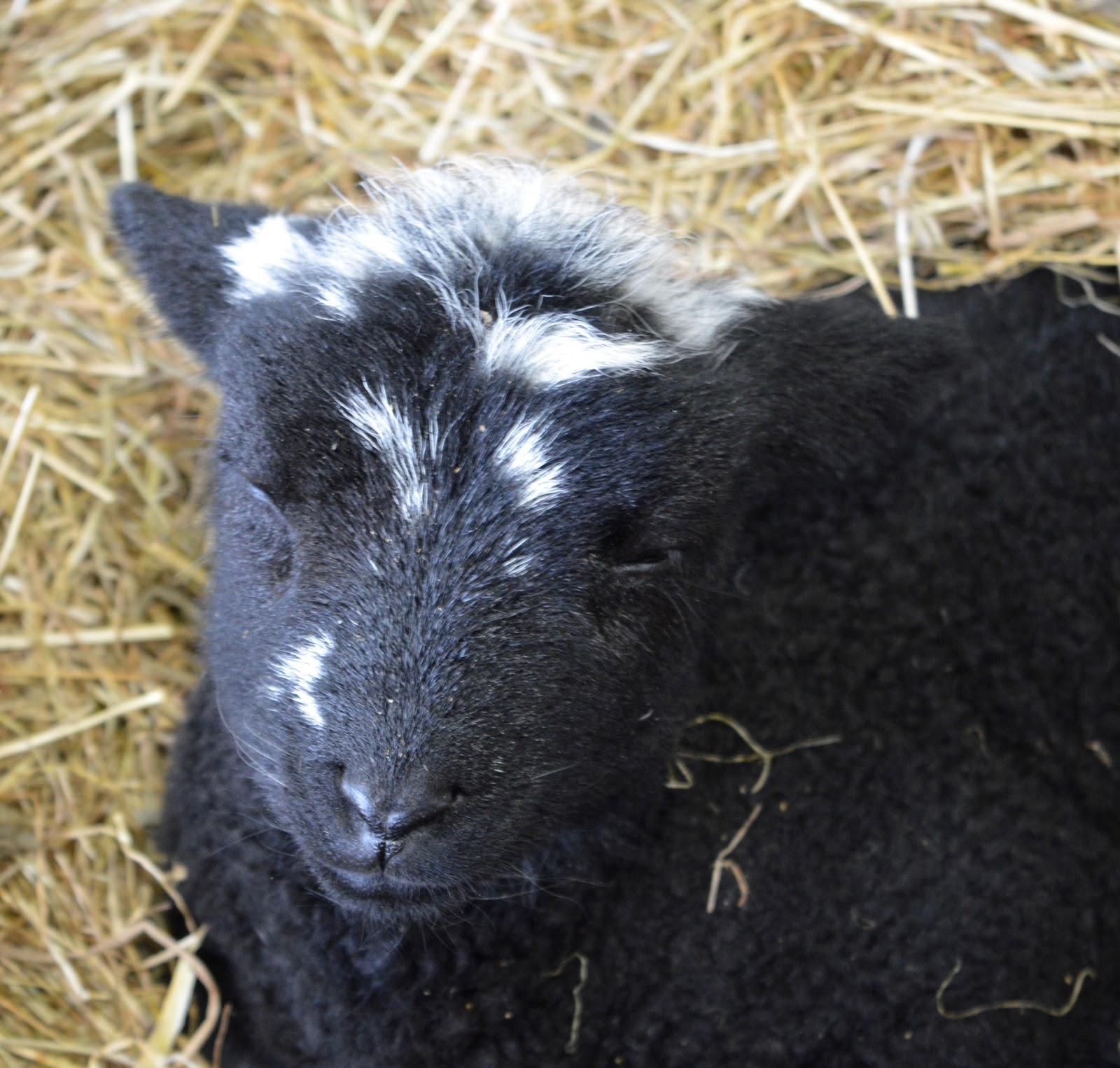 Whitehouse Farm Morpeth | What to do when it rains | North East Family Fun