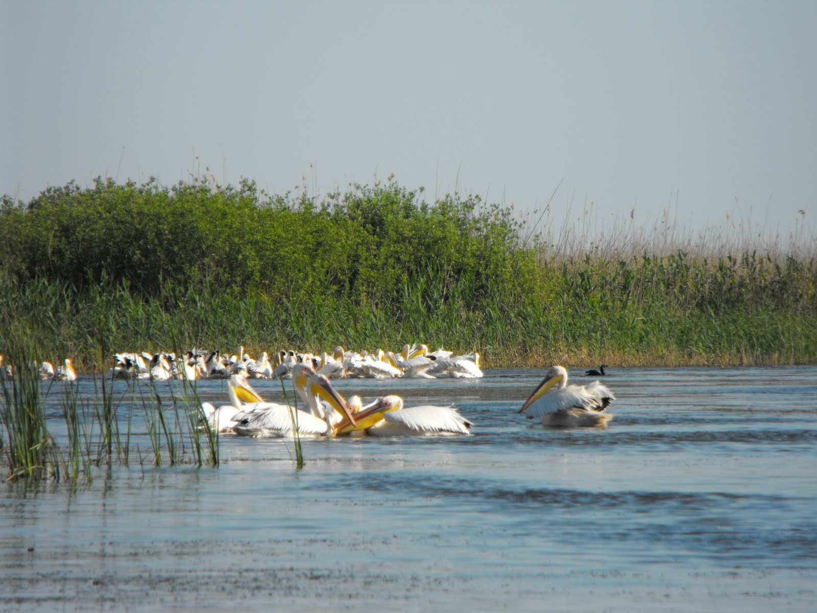 Frumusetile naturii: Pelican comun (Pelecanus onocrotalus)