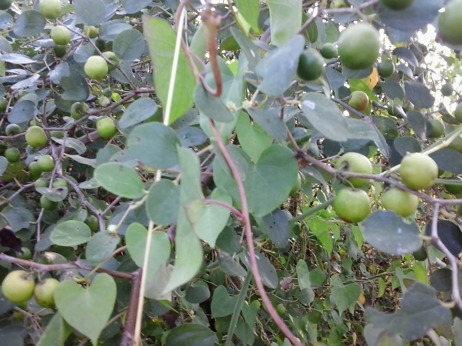 Tatapudi Village: Regi Pandu Tree