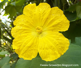 Garden Adventures: Luffa aegyptiaca