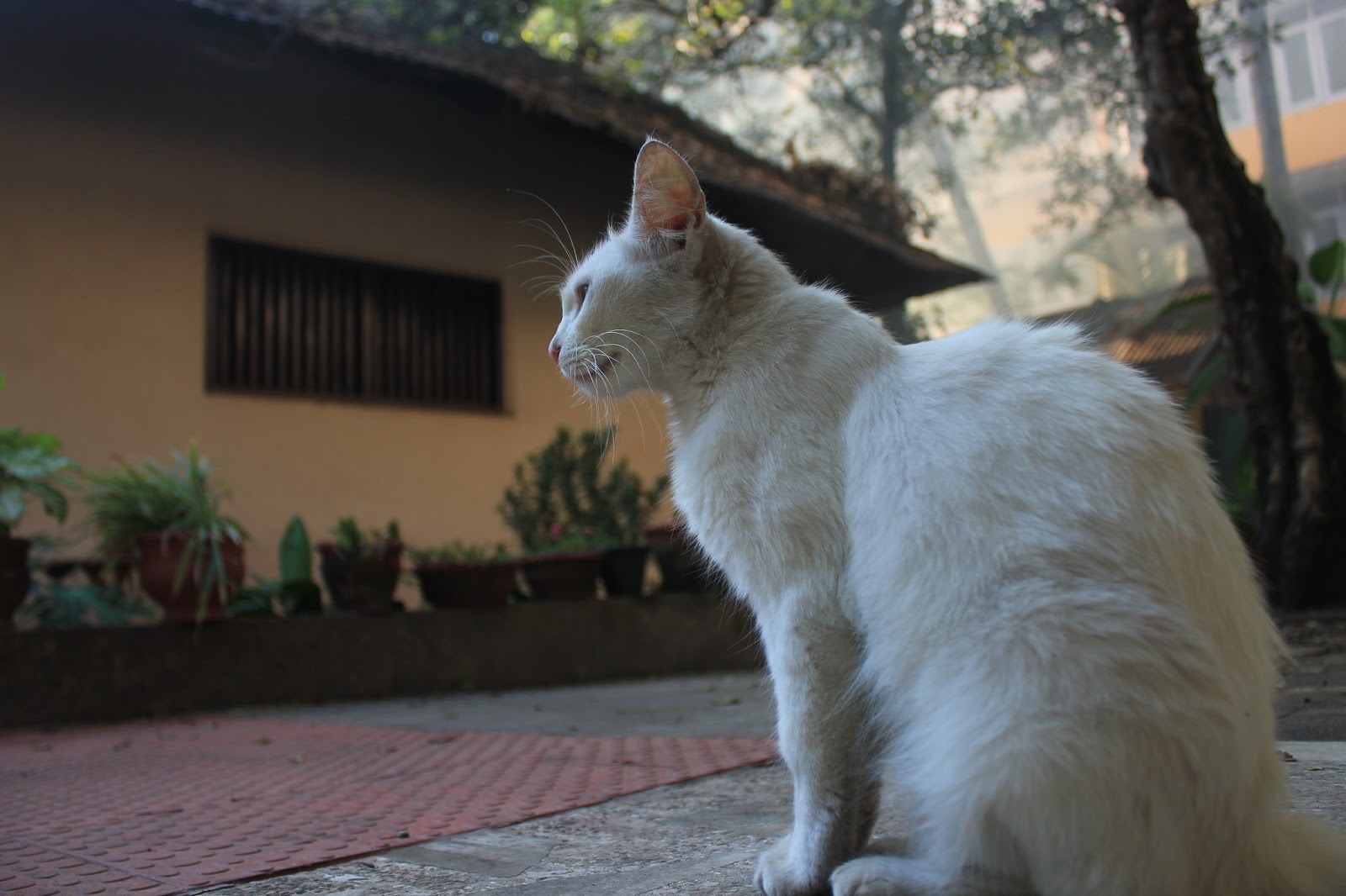 Ultimate Aberration: Experiments in patriotism : My Cat