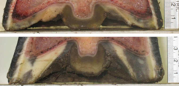 The Glorious Hoof: The Functional Frog and What Can Go Wrong